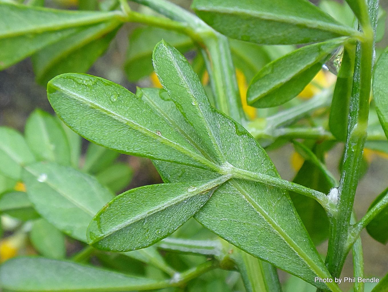 Phil Bendle Collection:Genista monspessulana (Montpellier broom ...