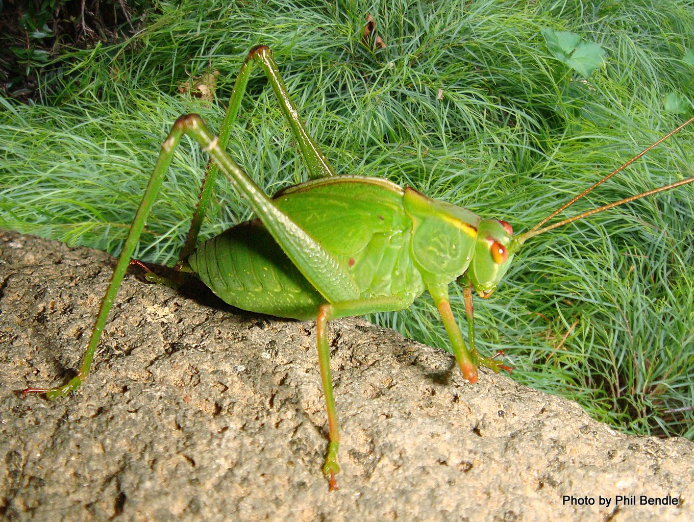 Phil Bendle Collection:Katydid (Green) Caedicia simplex - CitSciHub