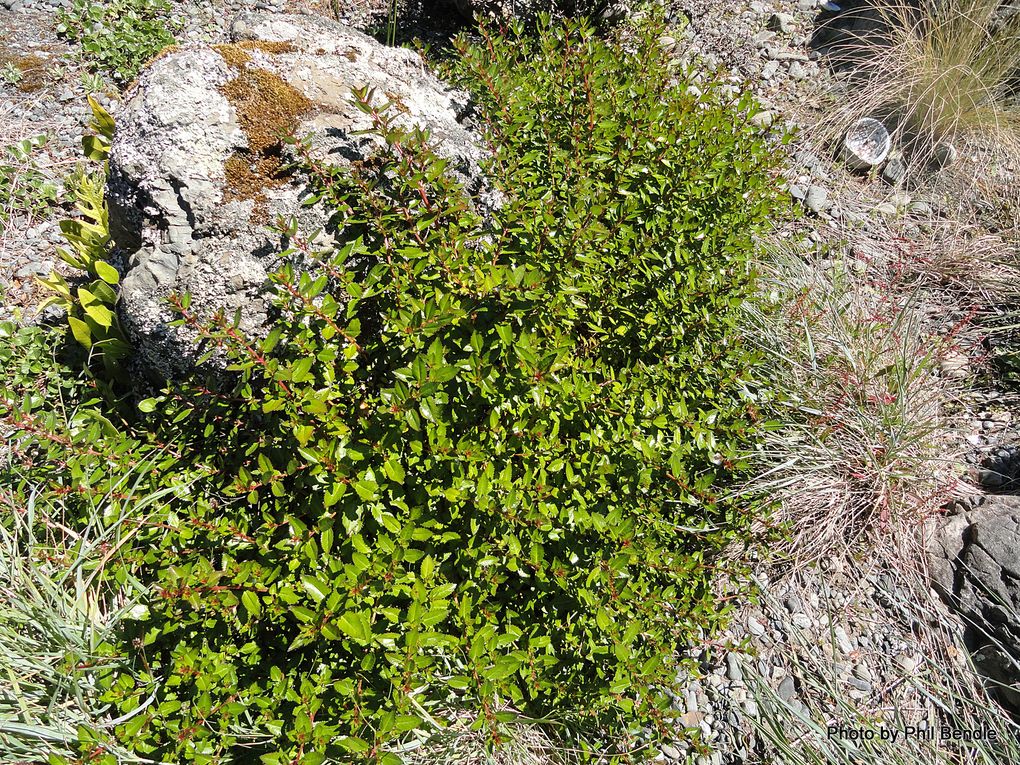 Phil Bendle Collection:Haloragis erecta subsp. erecta (Shrubby ...