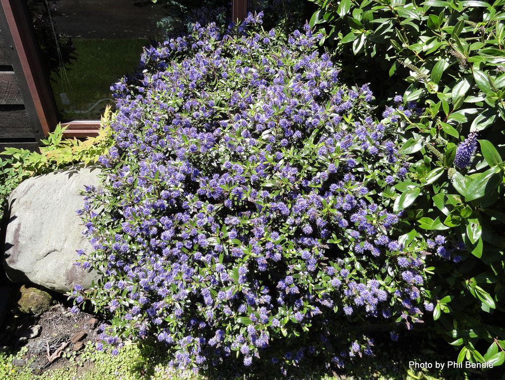 Phil Bendle Collection:Hebe Heebie Jeebies - CitSciHub