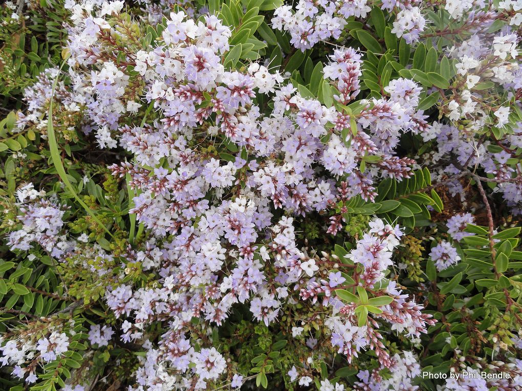 Phil Bendle Collection:Hebe Hartii ( Lavender Spray ) - CitSciHub