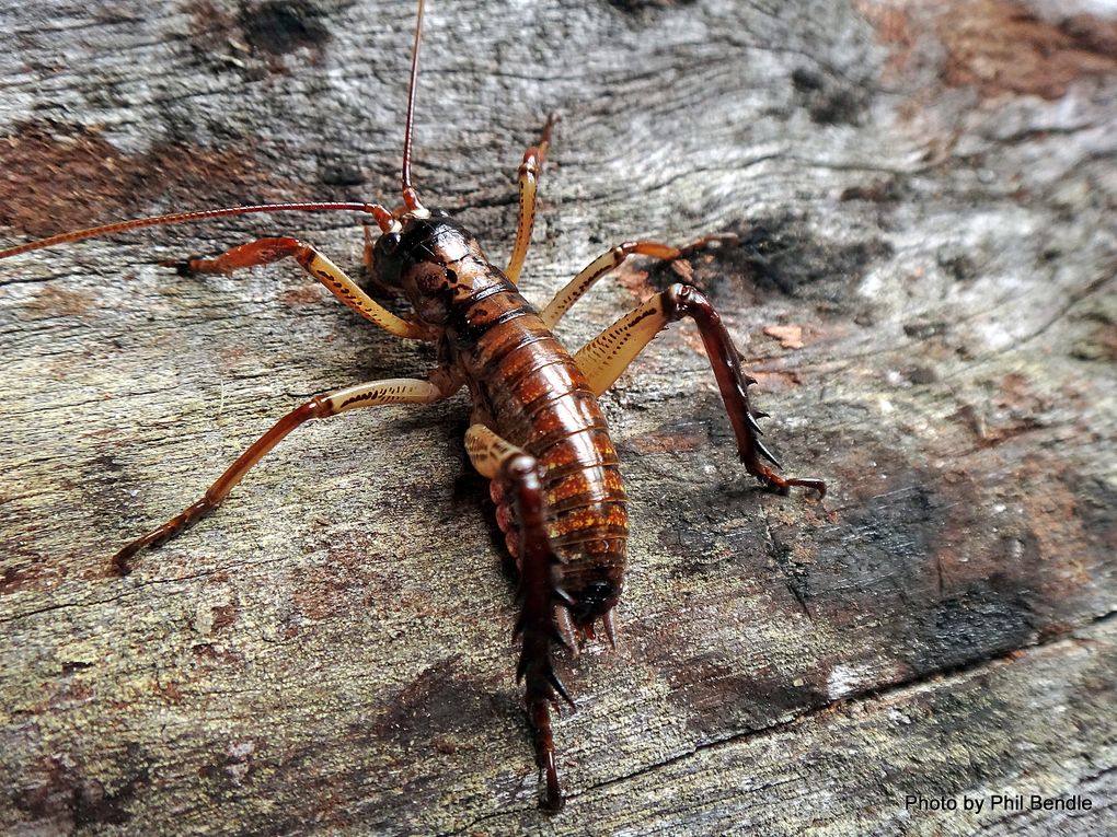 Weta