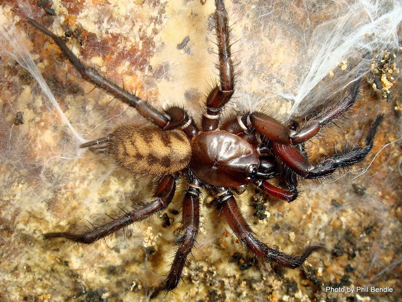 Phil Bendle Collection:Tunnelweb spider (Banded) Hexathele hochstetteri ...