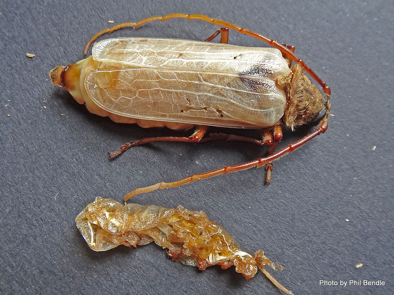 Phil Bendle Collection:Beetle (Huhu) Prionoplus reticularis - CitSciHub