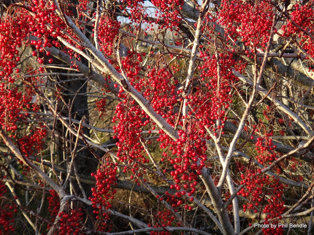 Phil Bendle Collection:Idesia polycarpa (Wonder Tree) - CitSciHub