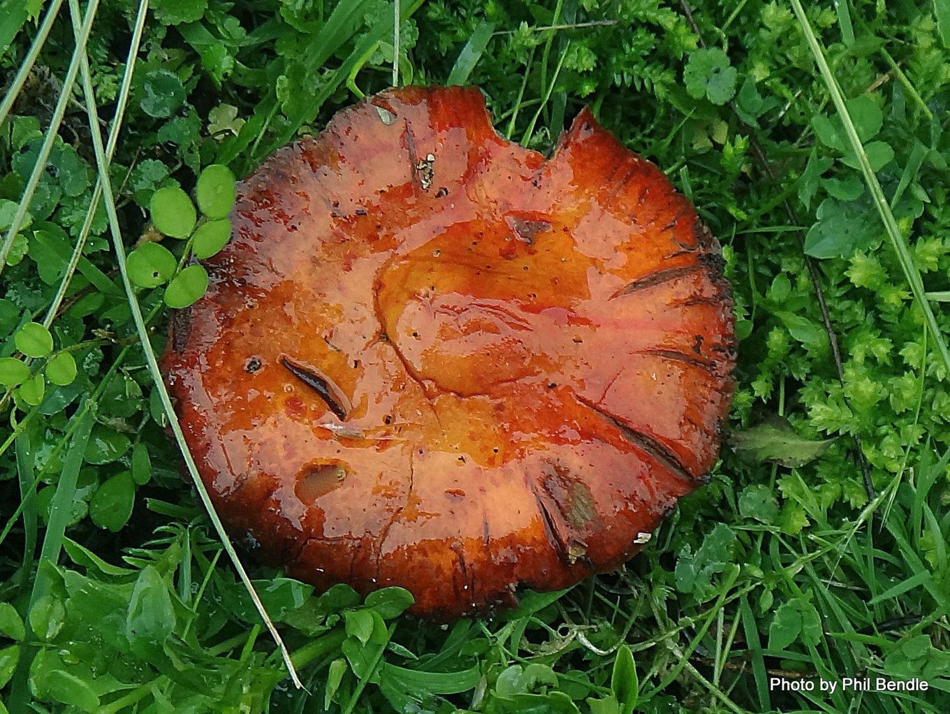 Phil Bendle Collection:Leratiomyces ceres (Chip cherries) - CitSciHub