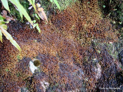 Category:Liverworts - CitSciHub