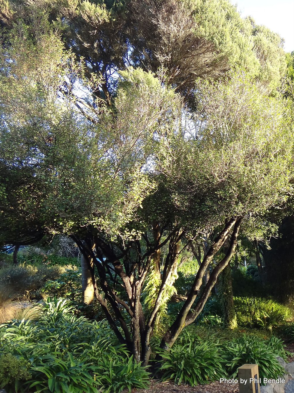 Phil Bendle Collection:Melicope simplex x ternata (Hybrid) - CitSciHub