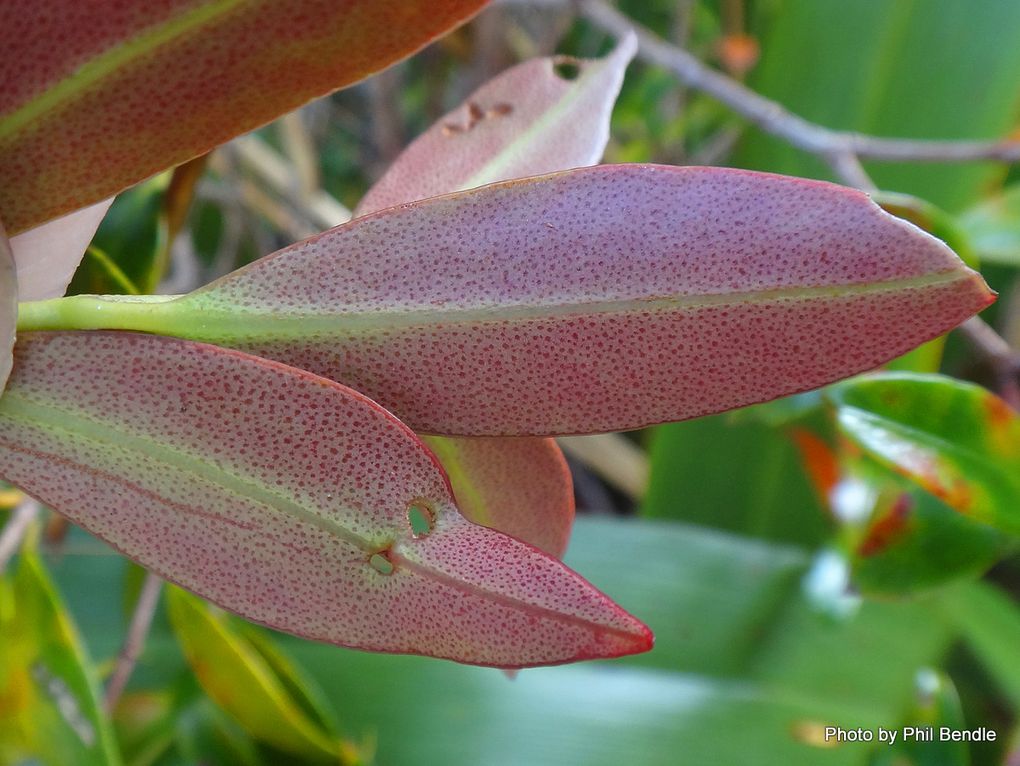 Phil Bendle Collection:Metrosideros umbellata (Southern Rata) - CitSciHub