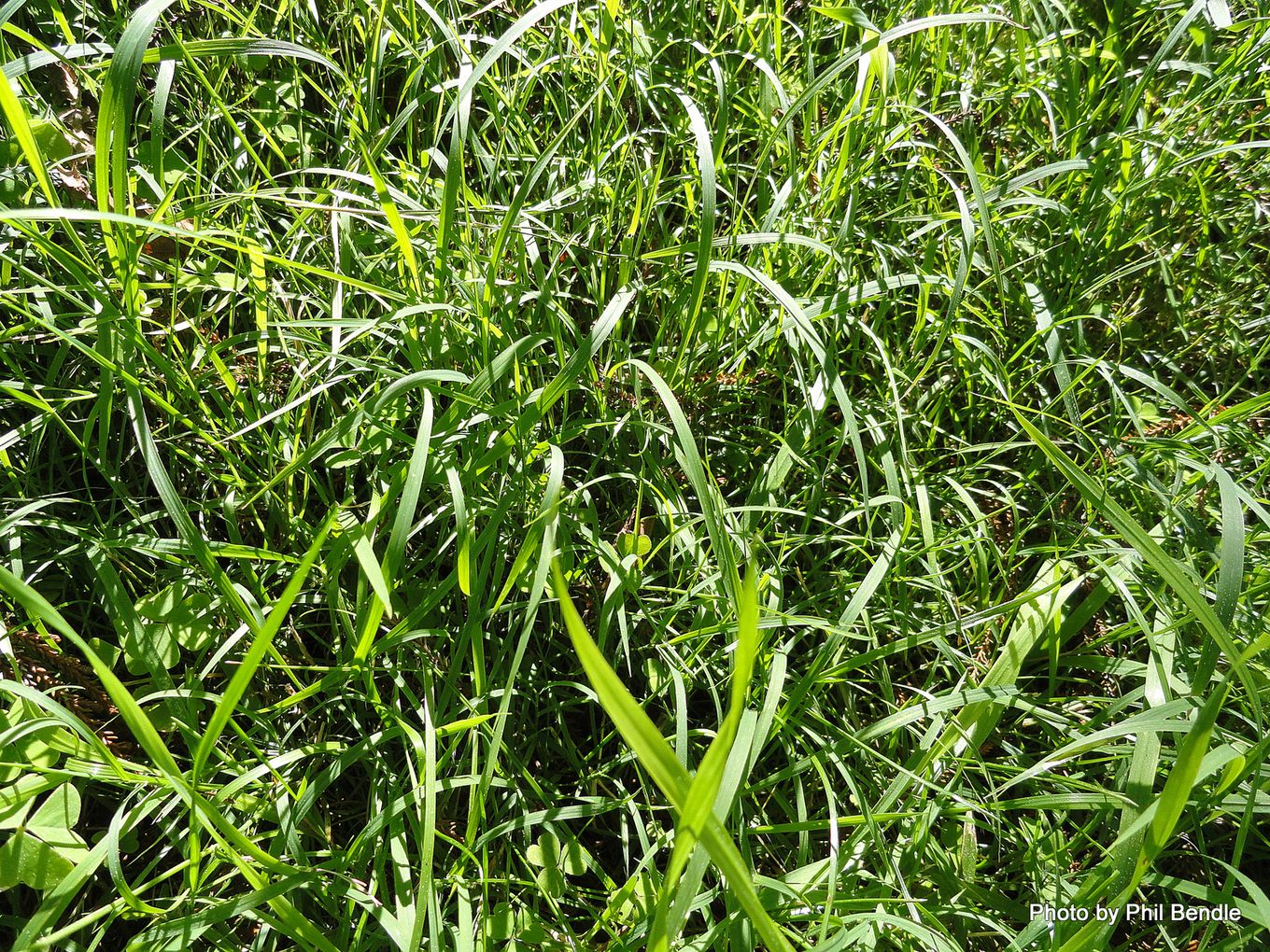 Phil Bendle Collection:Microlaena stipoides (Weeping rice grass) Native ...
