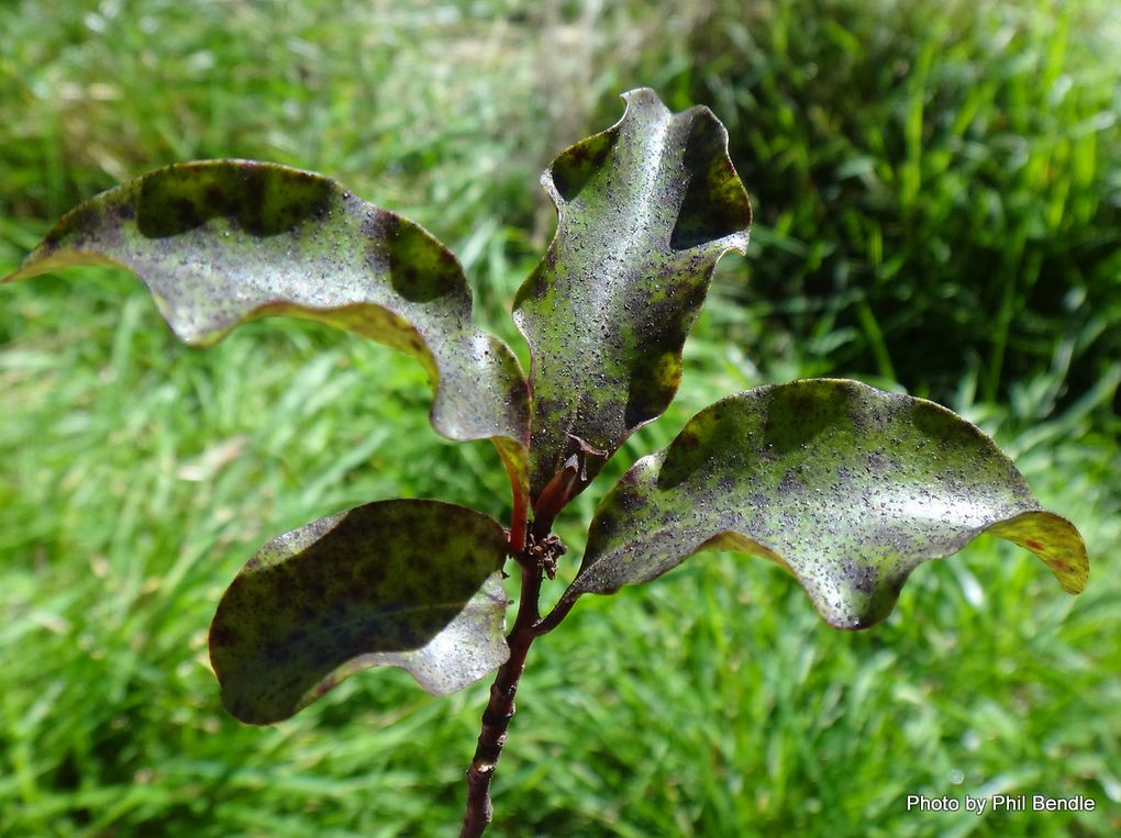 Phil Bendle Collection:Myrsine australis (Red matipo) - CitSciHub