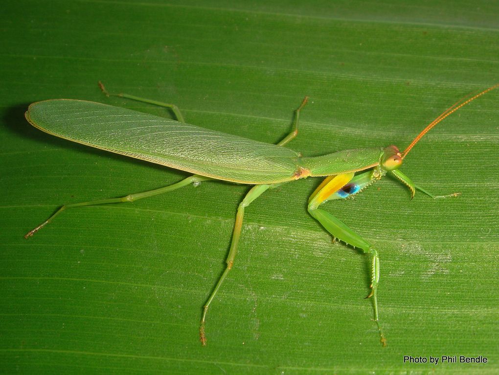 Phil Bendle Collection:Praying mantis (New Zealand) Orthodera ...