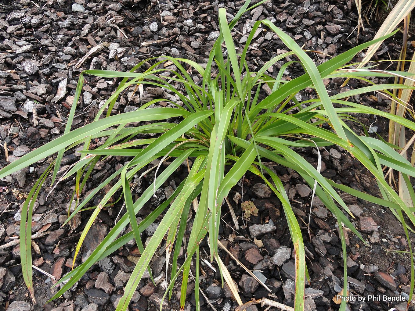 Phil Bendle Collection:Phormium cookianum subsp. cookianum (Mountain ...