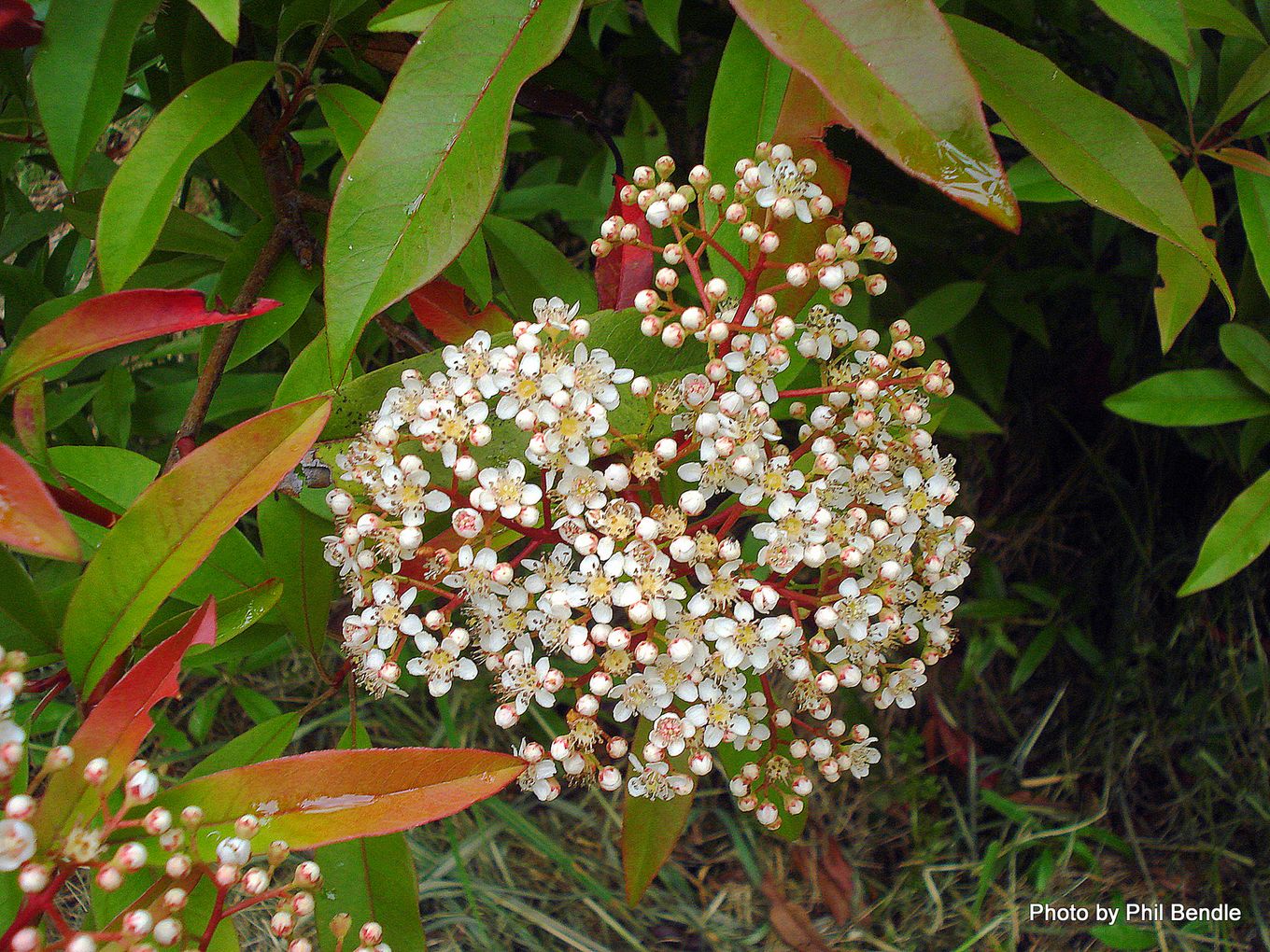 Phil Bendle Collection:Photinia species (Red Robin) - CitSciHub