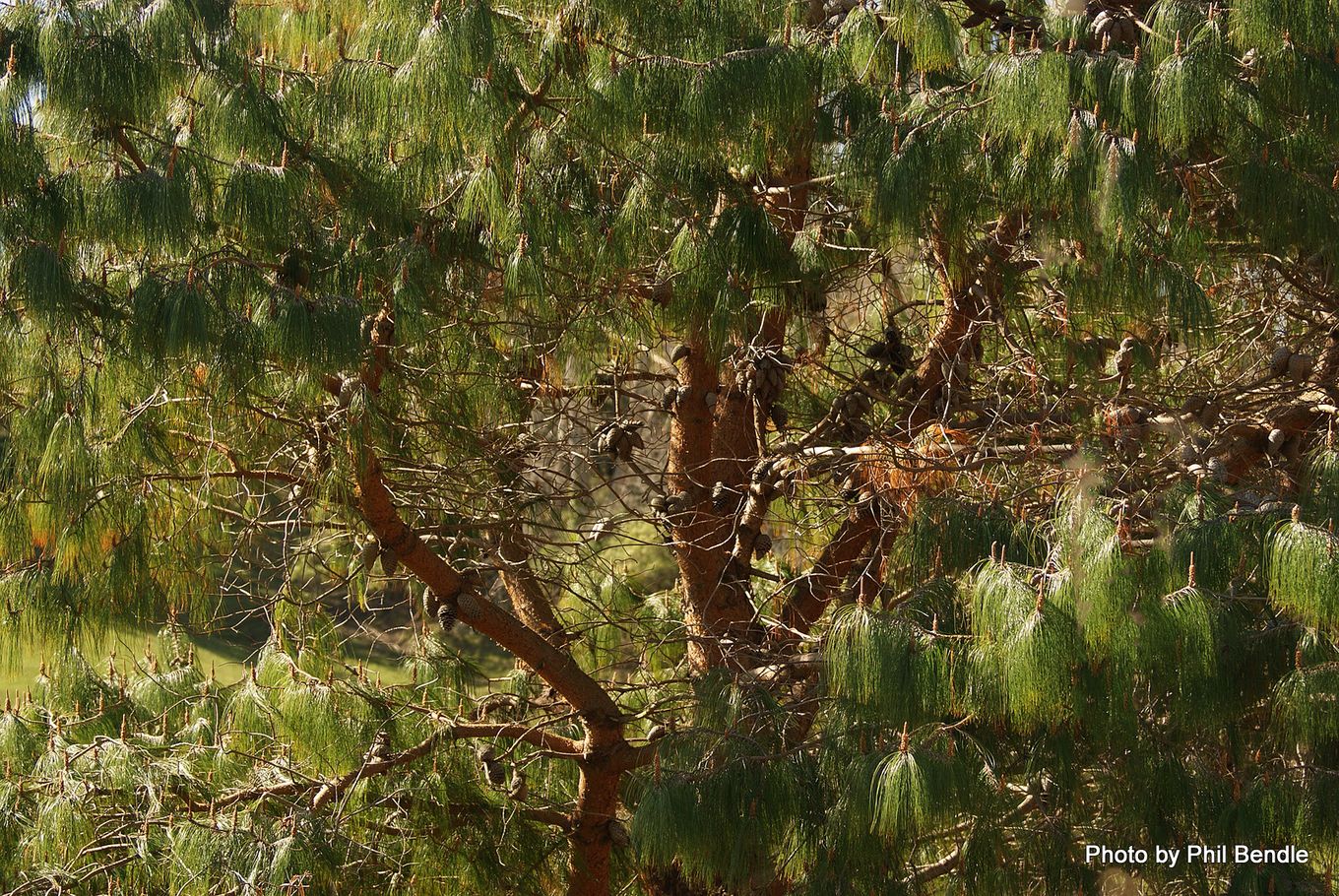 Phil Bendle Collection:Pinus patula (Patula pine) - CitSciHub