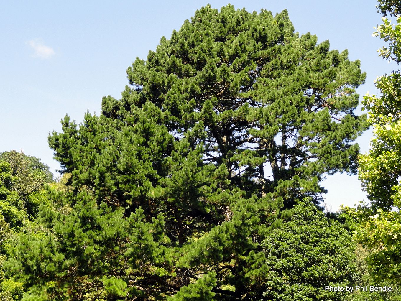 Phil Bendle Collection:Pinus radiata (Radiata Pine) . - CitSciHub
