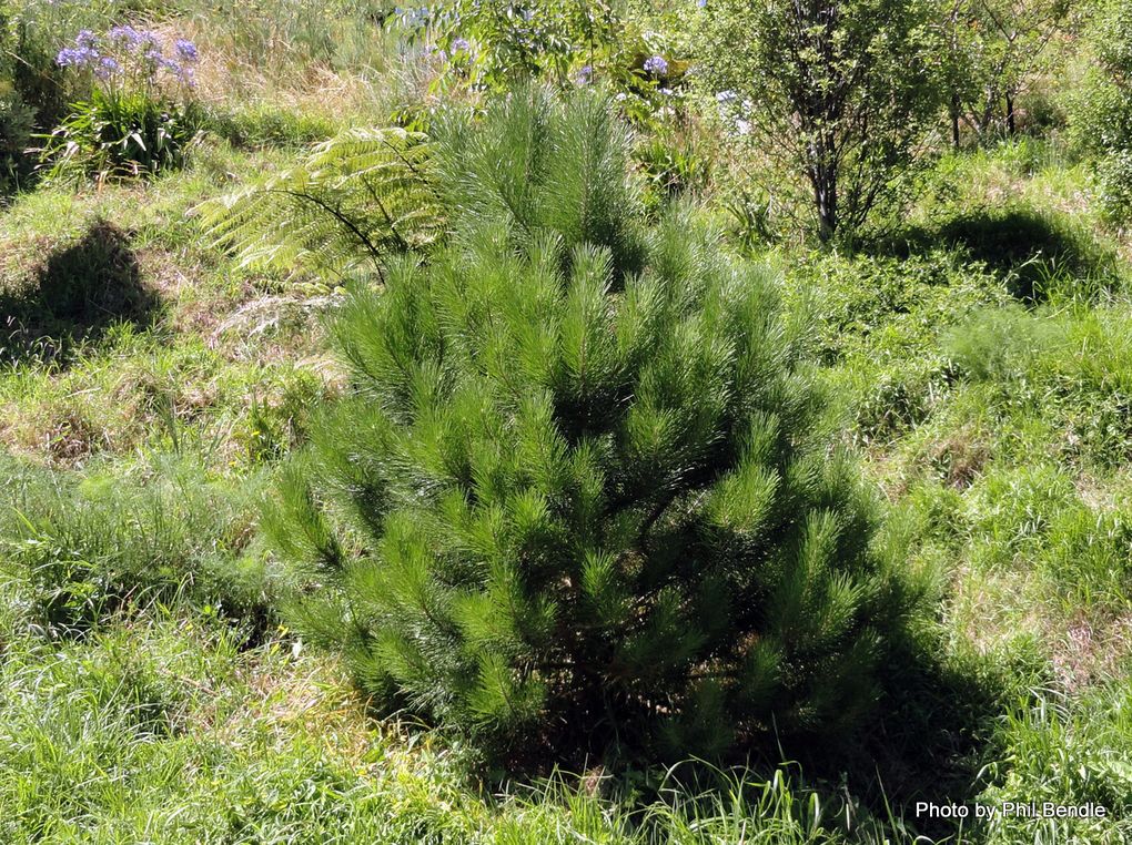 Phil Bendle Collection:Pinus radiata (Radiata Pine) . - CitSciHub