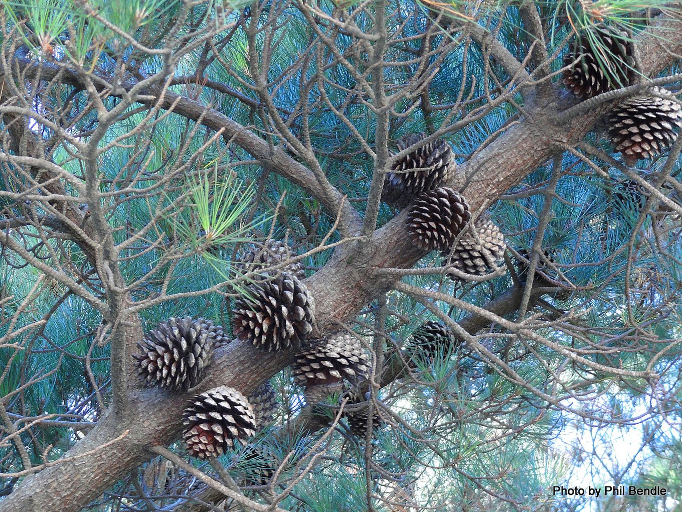 Phil Bendle Collection:Pinus radiata (Radiata Pine) . - CitSciHub