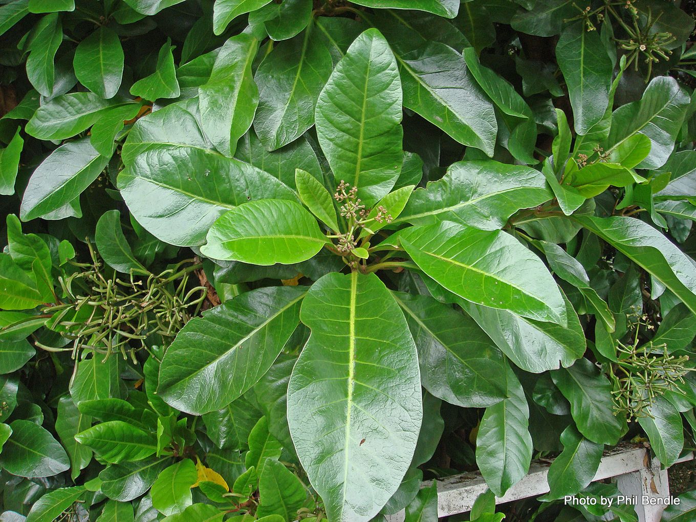 Phil Bendle Collection:Pisonia brunoniana (Parapara) - CitSciHub