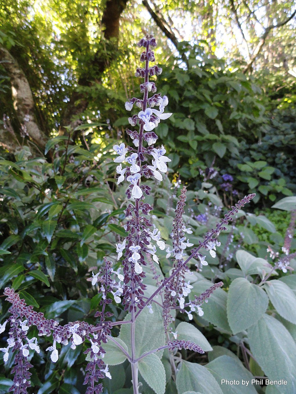 Phil Bendle Collection:Plectranthus argentatus (Silver spurflower ...