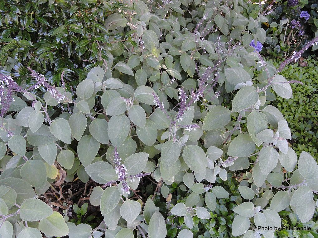 Phil Bendle Collection:Plectranthus argentatus (Silver spurflower ...