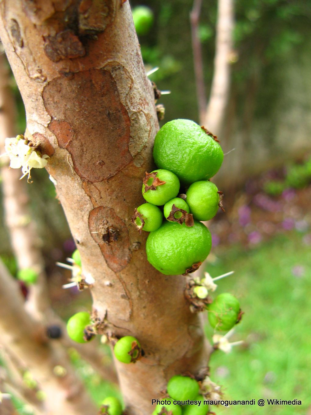 Phil Bendle Collection:Plinia cauliflora (Brazilian grapetree) - CitSciHub