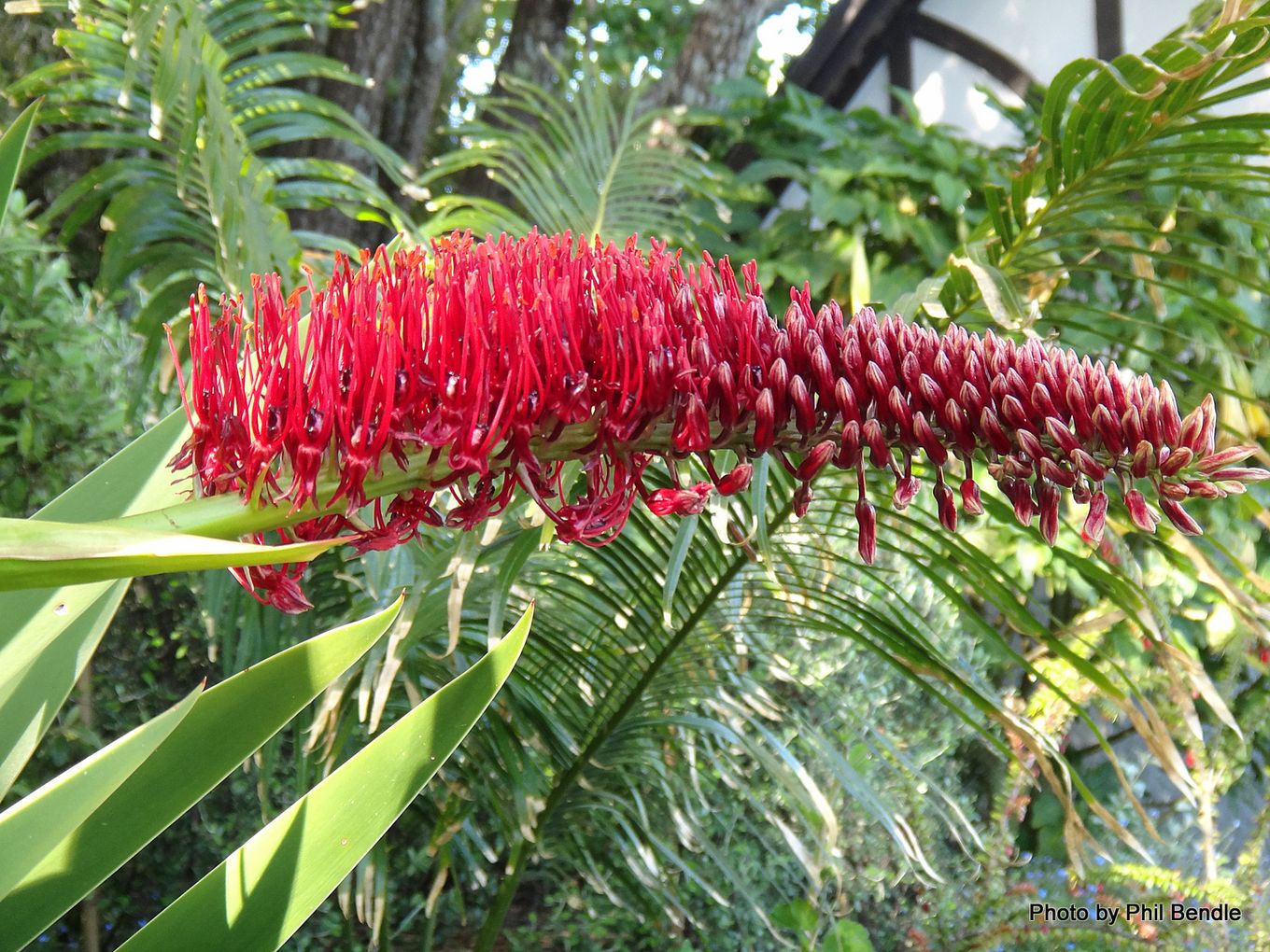 Phil Bendle Collection:Xeronema callistemon (Poor Knights lily) - CitSciHub