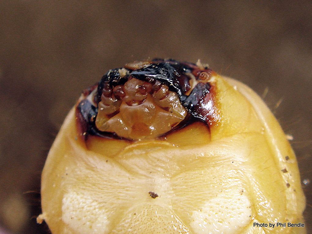 Phil Bendle Collection:Beetle (Huhu) Prionoplus reticularis - CitSciHub