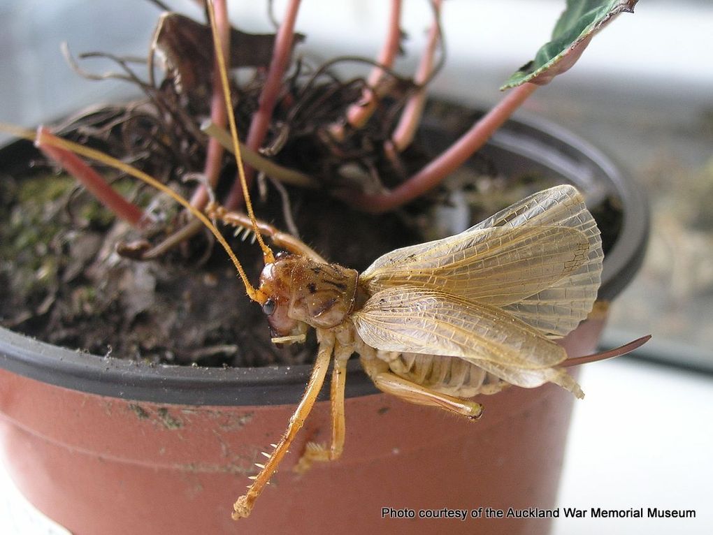 Phil Bendle Collection:Weta (Winged) Genus Pterapotrechus - CitSciHub