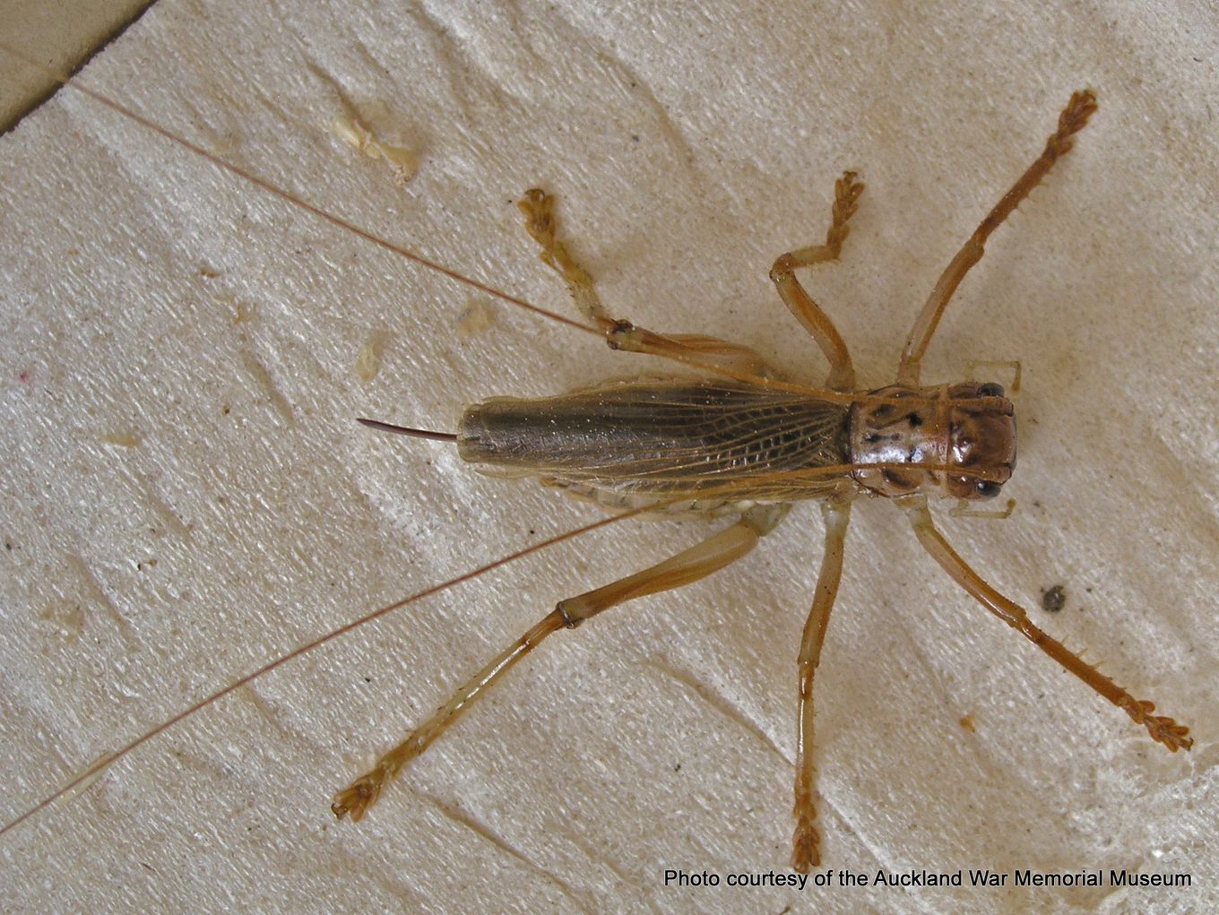 Phil Bendle Collection:Weta (Winged) Genus Pterapotrechus - CitSciHub
