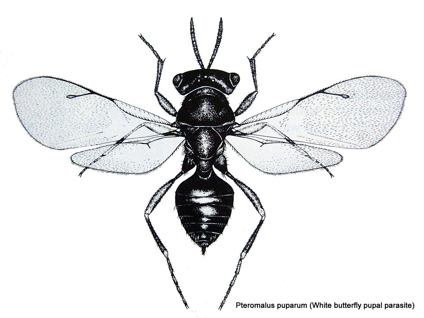 Phil Bendle Collection:Wasp (White butterfly pupal parasite) Pteromalus ...