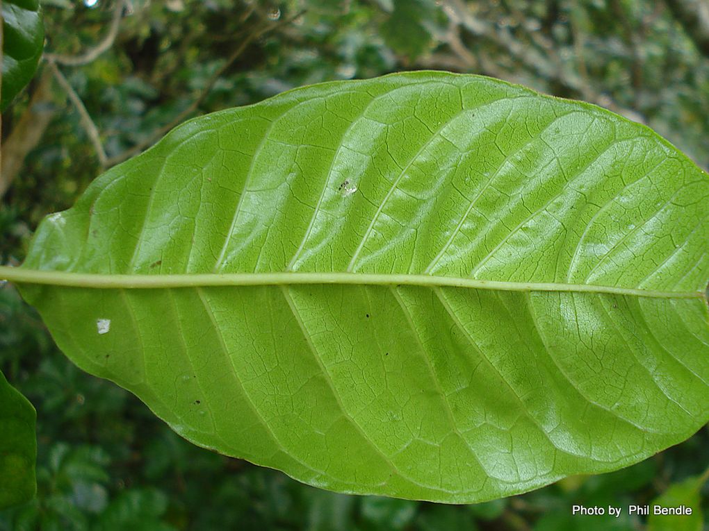 Phil Bendle Collection:Vitex lucens (Puriri) - CitSciHub
