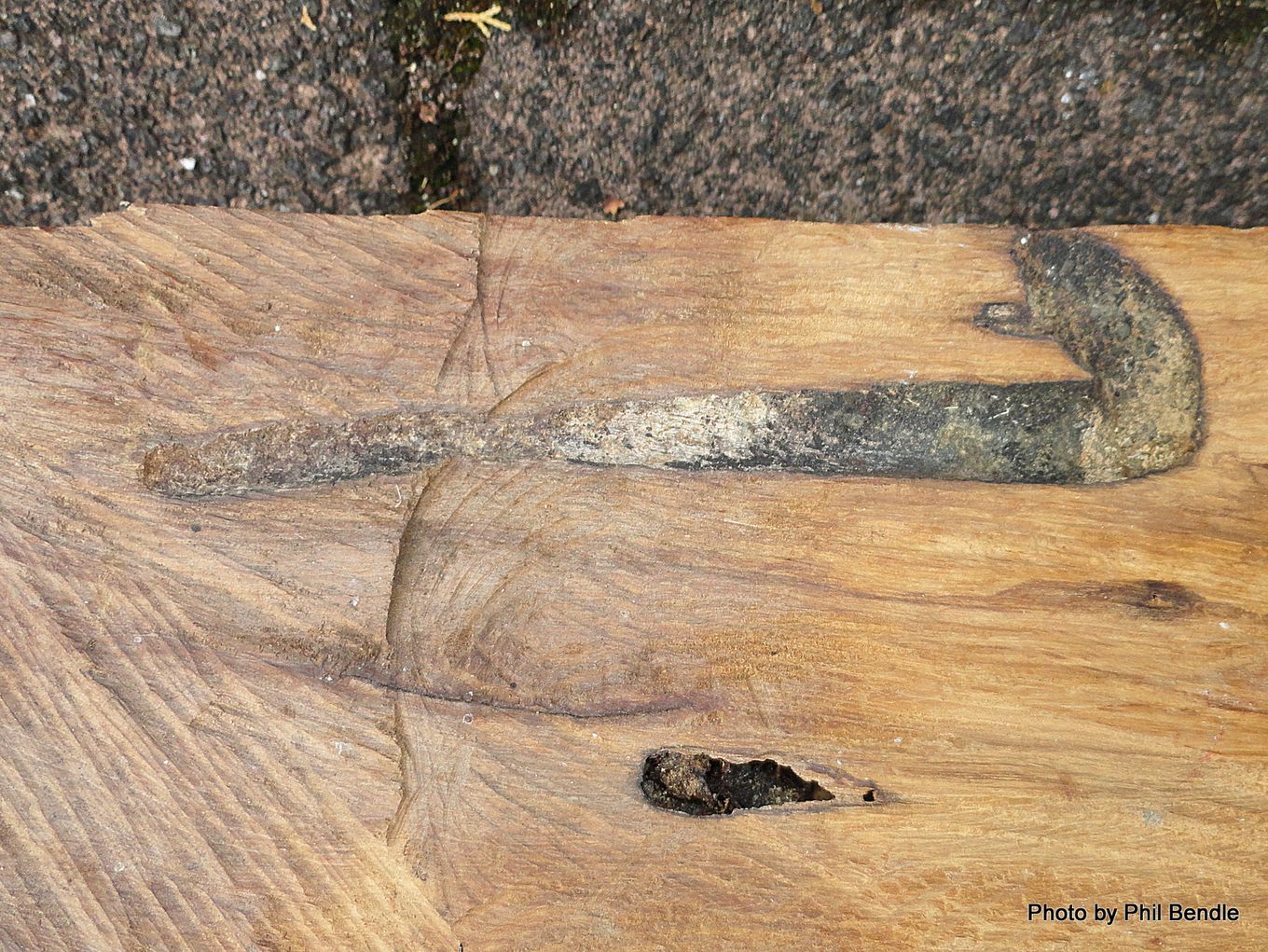 Phil Bendle Collection:Vitex lucens (Puriri) - CitSciHub