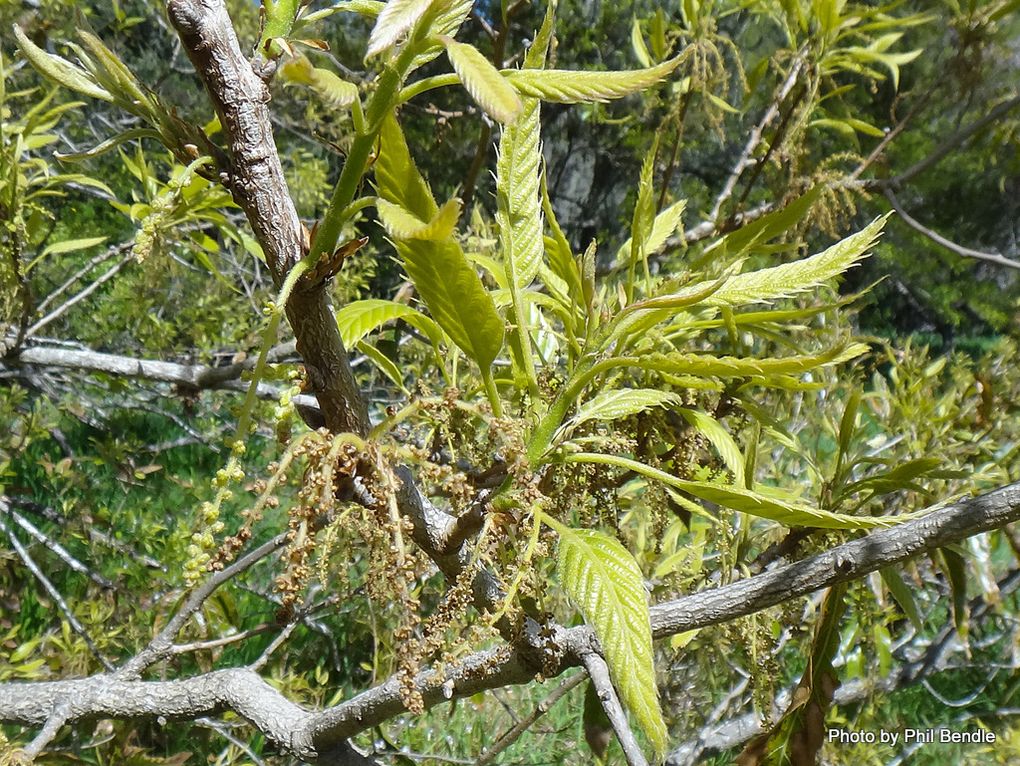 Phil Bendle Collection:Quercus serrata (Variety Quercus serrata Aurea ...