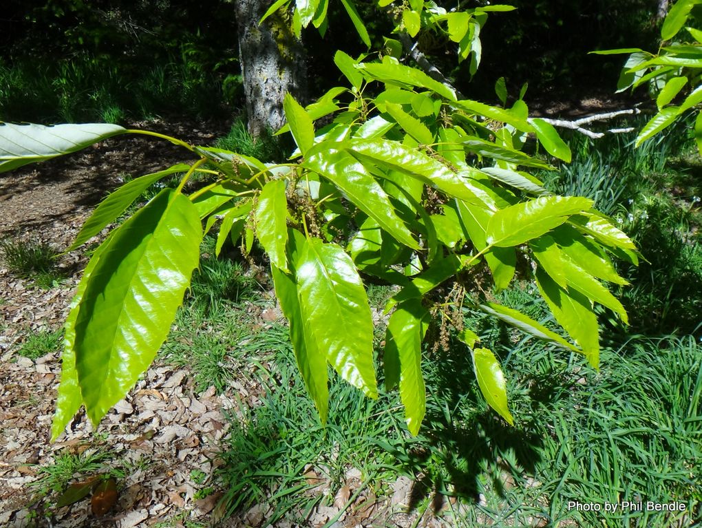 Phil Bendle Collection:Quercus variabilis (Chinese Cork Oak) - CitSciHub