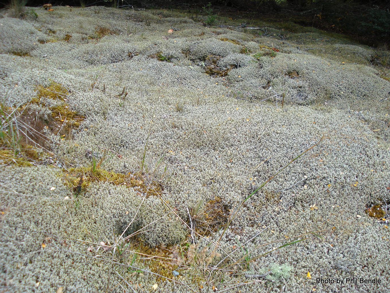 Phil Bendle Collection:Racomitrium lanuginosum (Woolly moss) - CitSciHub