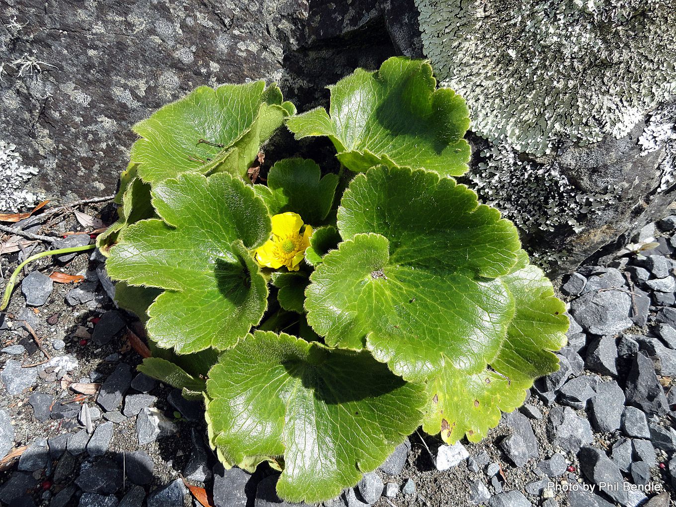Phil Bendle Collection:Ranunculus insignis (Korikori) - CitSciHub
