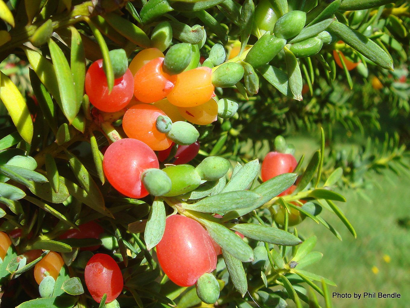 Phil Bendle Collection:Podocarpus totara (Lowland totara) - CitSciHub