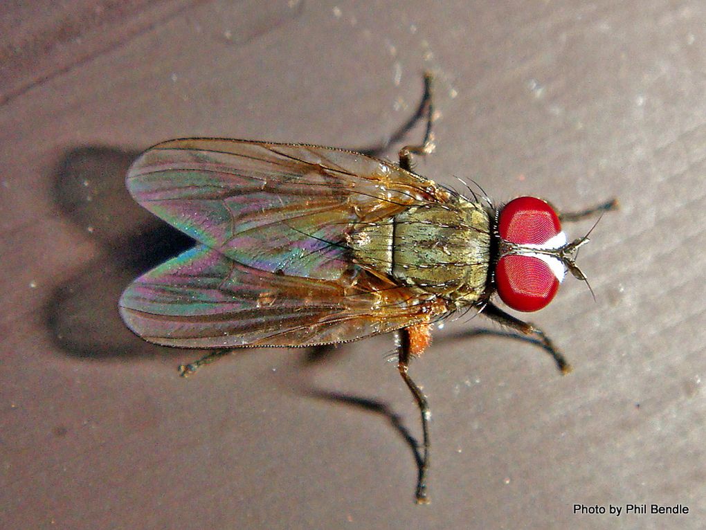 Phil Bendle Collection:Fly (Root-Maggot Flies) Anthomyiidae family ...