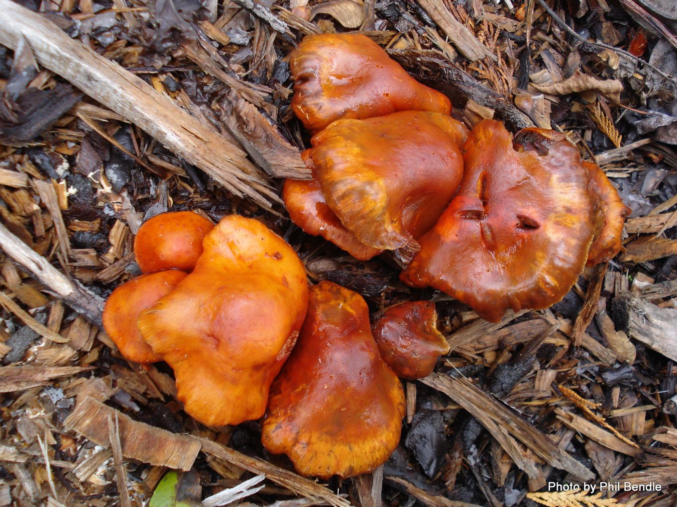 Phil Bendle Collection:Leratiomyces ceres (Chip cherries) - CitSciHub