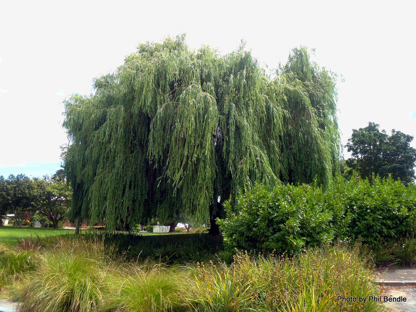 Phil Bendle Collection:Salix alba var. vitellina (Golden willow ...