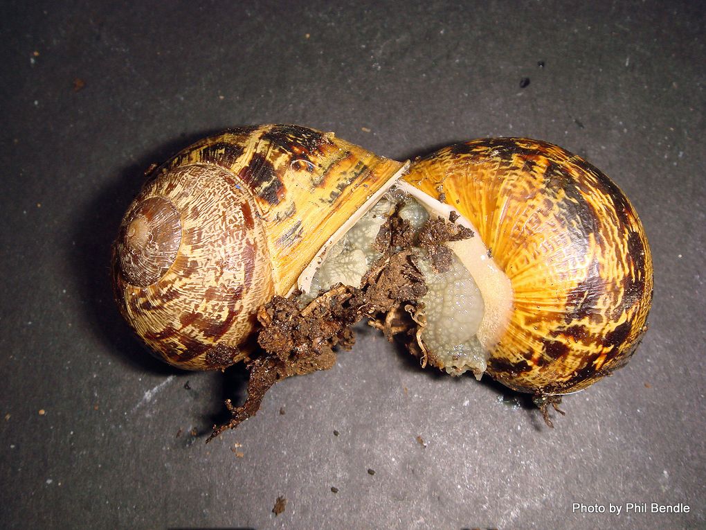 Phil Bendle Collection:Snail (Common Garden) Cornu aspersum - CitSciHub