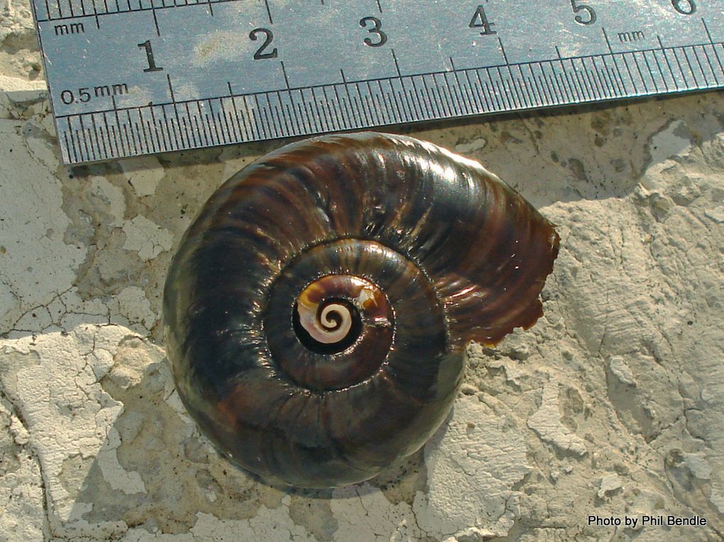 Phil Bendle Collection:Snail (NZ Native Giant land snail) Powelliphanta ...