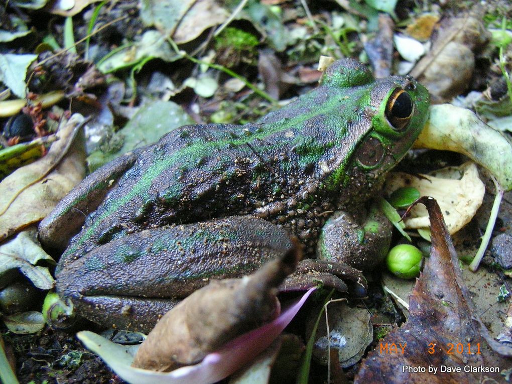 Phil Bendle Collection:Frog (Southern Bell) Litoria raniformis - CitSciHub