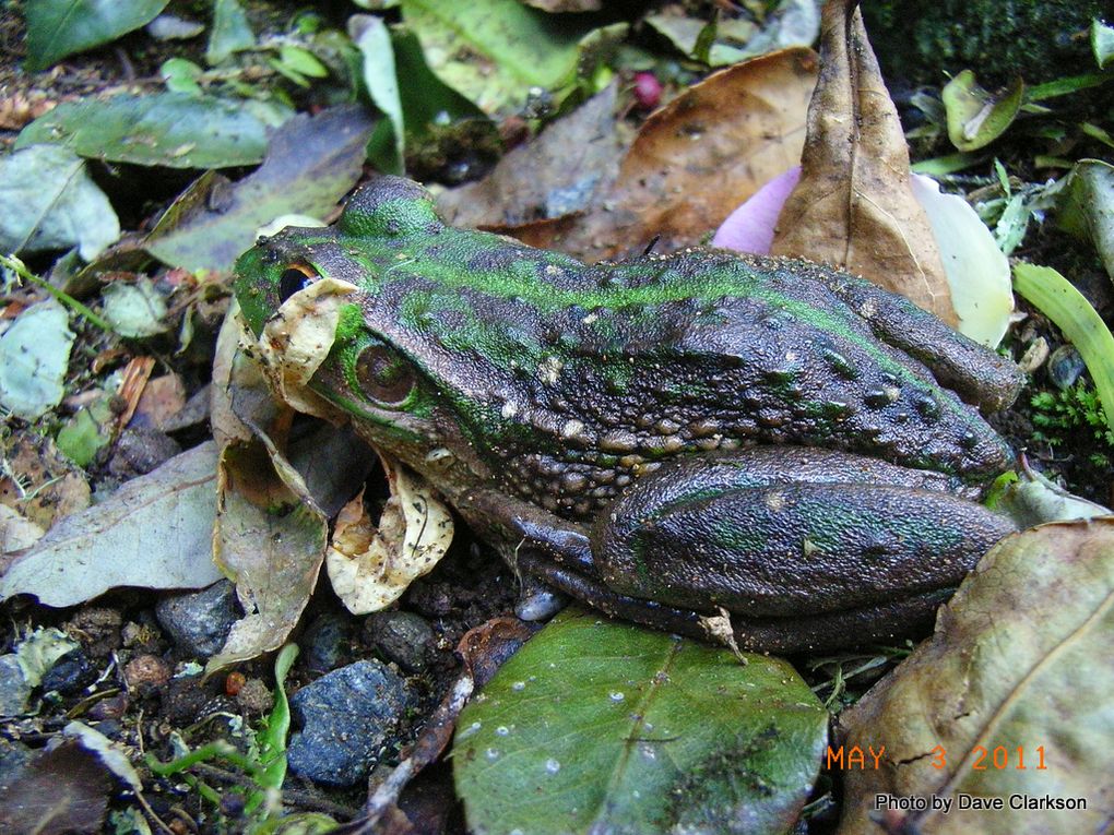 Phil Bendle Collection:Frog (Southern Bell) Litoria raniformis - CitSciHub