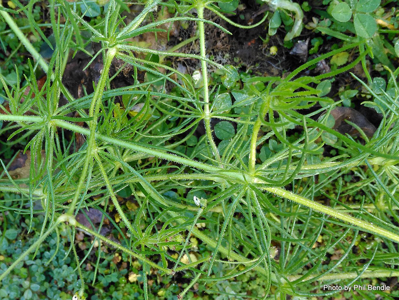Phil Bendle Collection:Spergula arvensis (Spurrey weed) - CitSciHub