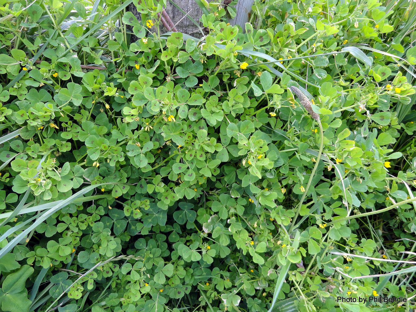 Phil Bendle Collection:Medicago arabica (Spotted Bur Medick) - CitSciHub