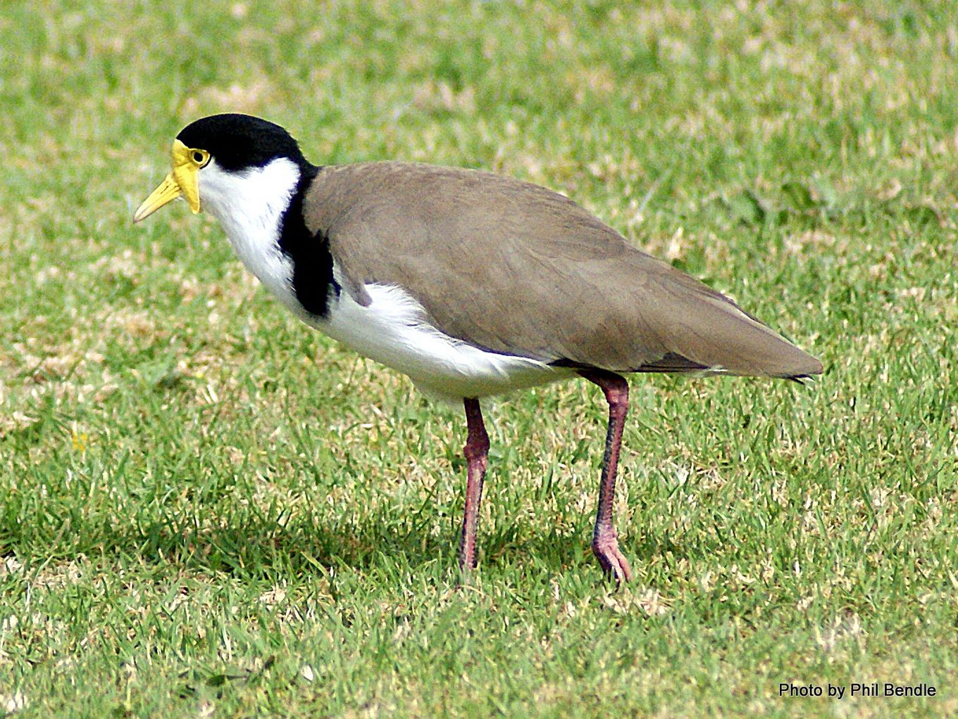 Phil Bendle Collection:Plover (Spur-winged) Vanellus miles ...