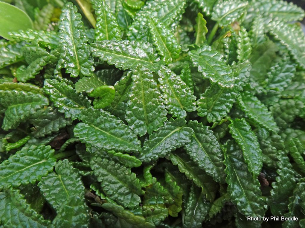 Phil Bendle Collection:Stachys discolor - CitSciHub