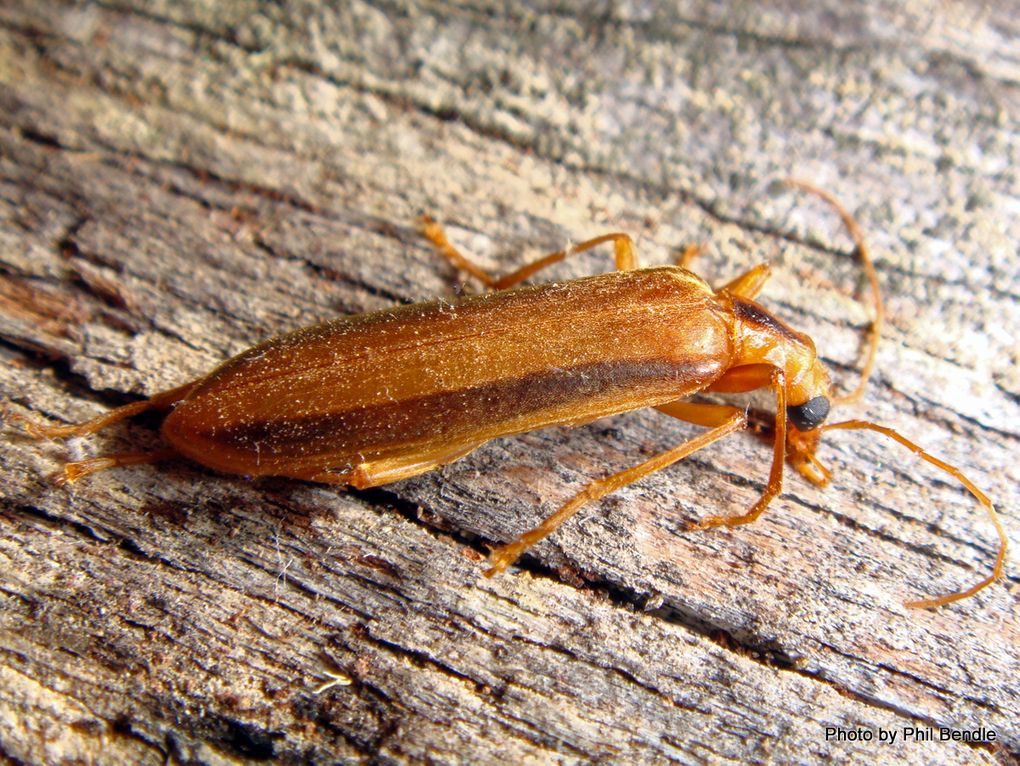 Phil Bendle Collection:Beetle (Lax) Striped (Thelyphassa lineata ...